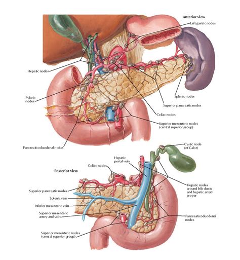 Lymph Vessels And Nodes Of Pancreas Anatomy Pediagenosis