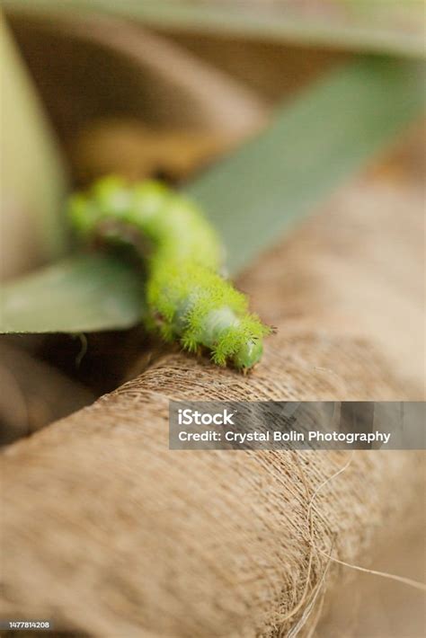 Spikey Lime Green Caterpillars On Coconut Palm Trees In A Florida