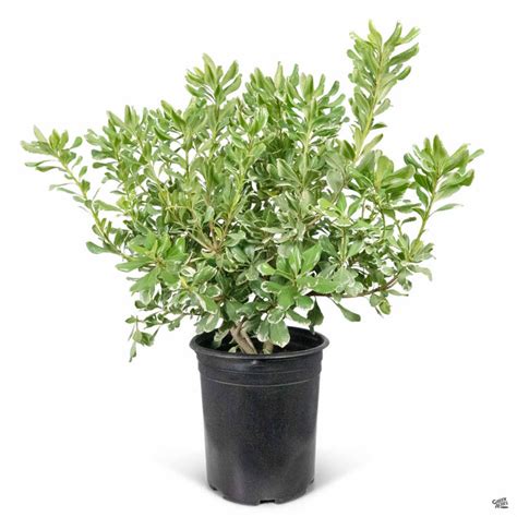 Variegated Mock Orange — Green Acres Nursery And Supply