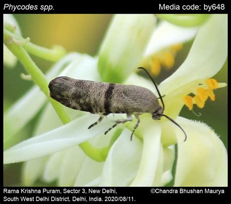 Phycodes Spp Guenée 1852 Moths