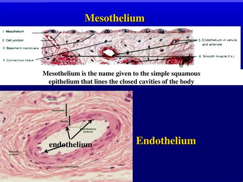 Ppt Epithelium Powerpoint Presentation Free Download Id3376522