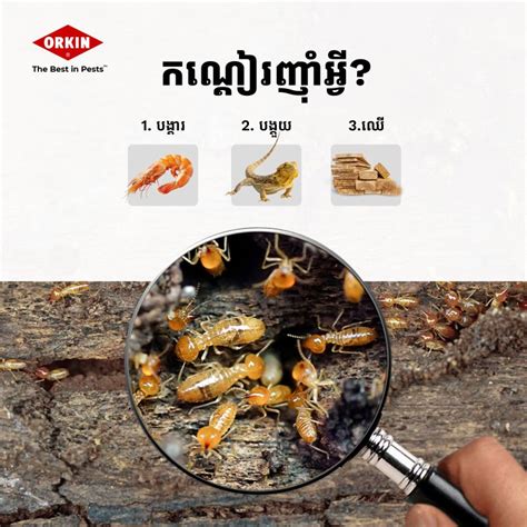 Termite Orkincambodia Pestservice Orkinpestcontrol Orkin Cambodia