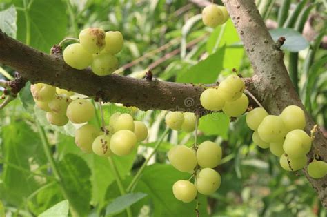 Phyllanthus Acidus On Tree In Farm Stock Image Image Of Organic