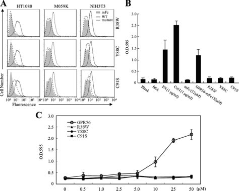 Disease Associated Gpr56 Mutations Cause Bilateral Frontoparietal
