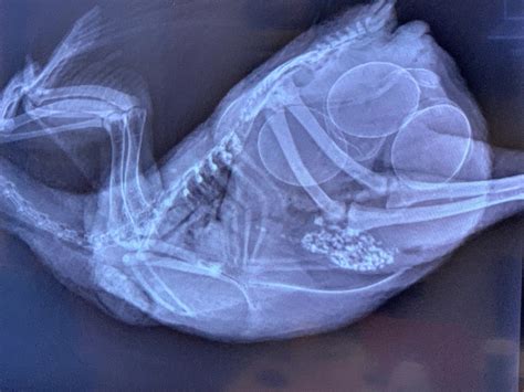 A Brief Overview Of Reproductive Tract Issues In Hens 1 Bitchin Chickens