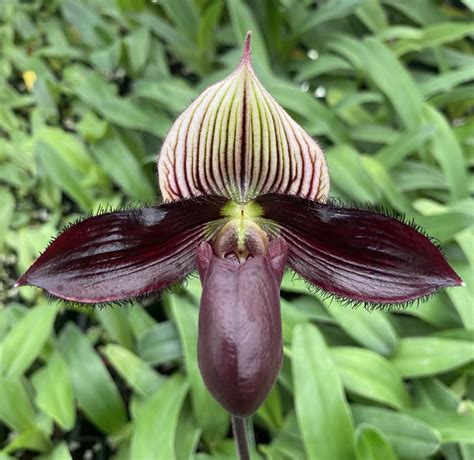 Paphiopedilum Painted Petula Select 2 Paph Paradise