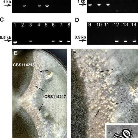 Genotyping Of Mat Idiomorphs And Mating Assay The Mating Type Was Download Scientific Diagram