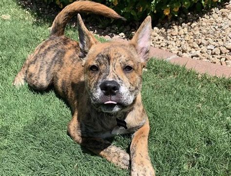 31 Unique Pit Bull Mixes The Best Pitbull Mix Guide