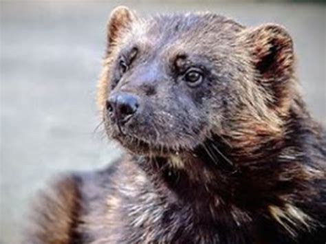 Northwest Territories Hunting Canadian Wildlife Adventure
