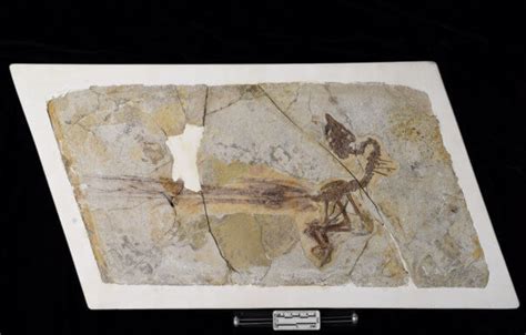 Heres The History Behind Scientists Recent Discovery Of A Prehistoric Peacock