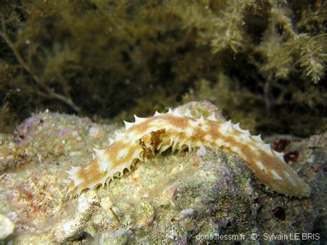 Holothuria Mertensiothuria Hilla Doris