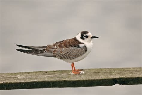 Marsh Tern Photo Id Guide Birdguides