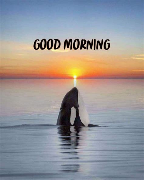 Pin By à¸§à¸±à¸à¸§à¸´à¸ªà¸²à¸à¹ à¸à¸£ On Good Day Morning Pictures