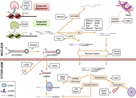 Understanding Stem Cell Pluripotency Wang Lab