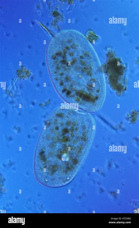 Protozoan Cell Under Microscope Protozoan Cell Under Microscope