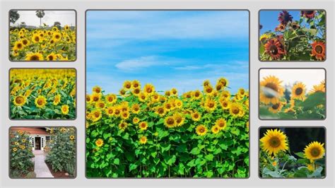 20 Types Of Yarrow Flowers Different Plant Identification With Pictures