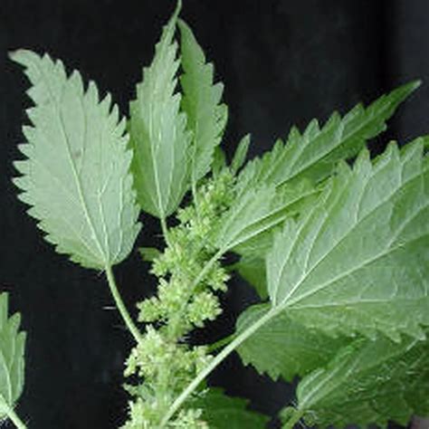 Esta Es La Planta Mexicana Que Ayuda A Combatir La Caspa Infobae