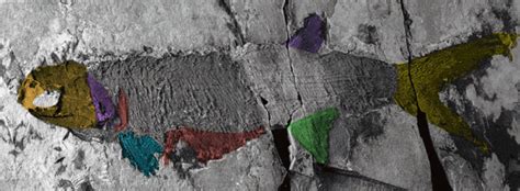 Bluefieldius Coccocephalichthys Howqualepis Malacosteus And Birgeria