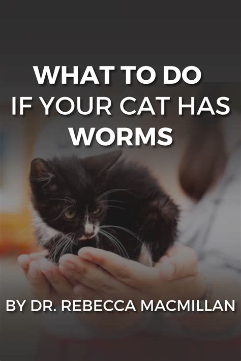 Cat Worms Artofit
