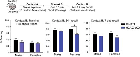 H2a Z Has Sex Specific Effects On Fear Memory Sensitization Of New Download Scientific Diagram