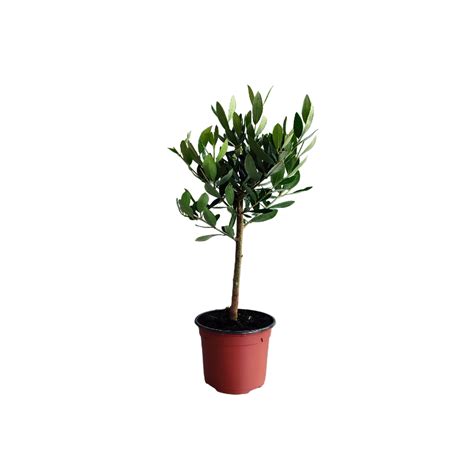 Ελιά Μίνι Olea Europaea Mini Airplantsgr