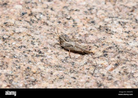 A Small Brown Tetrix Pygmy Grasshopper Perches On A Rough Textured Granite Rock In Colorado