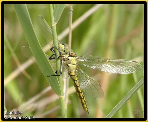 Libelulle