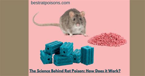 How Rat Poison Works Science Behind Rodenticide Effects