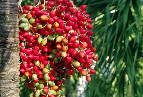 Palm Fruit Red Free Photo On Pixabay Pixabay