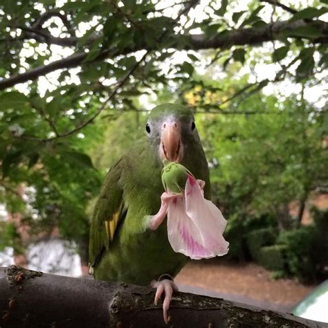 White Winged Parakeet Enjoying An Autumn Walk