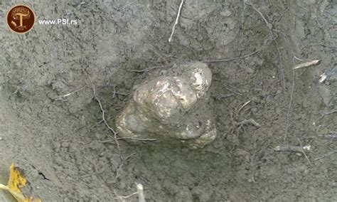 Dresirani Psi Za Traženje Tartufa U Srbiji