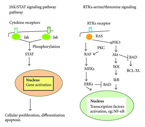Cellular Signaling Pathways That Control Normal Hematopoiesis And