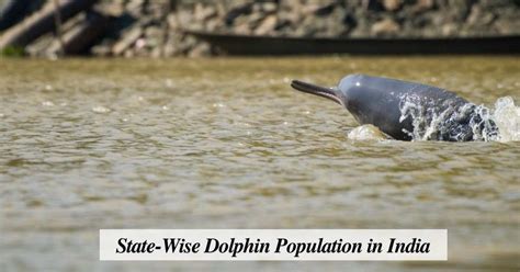 How Many Dolphins Live In India Check State Wise Population List Here