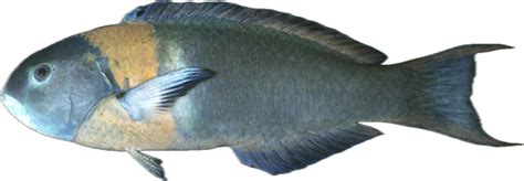 Saddle Wrasse Png By 1543ghbnuy On Deviantart