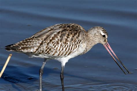 Bar Tailed Godwit Audubon Field Guide