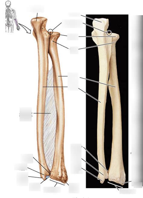 Radius And Ulna Posterior View Diagram Quizlet