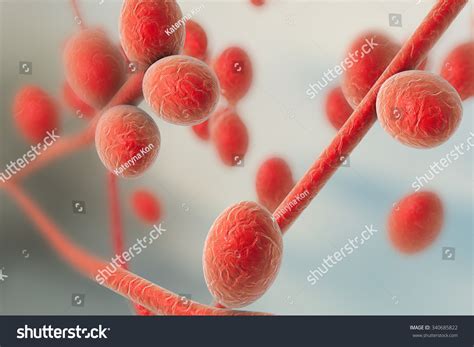 Microscopic Illustration Fungi Trichophyton Rubrum Which Stock Illustration 340685822 Shutterstock