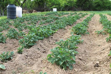 Potato Planting Spacing Survival Spuds Building Your Own Potato Patch