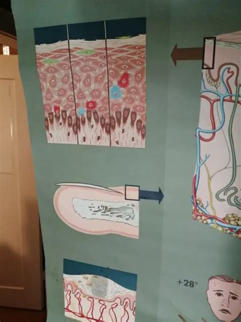 Old Rolling Map School Wall Map Teaching Board Mural Skin Organ And