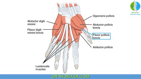 Flexor Pollicis Brevis Muscle Anatomy