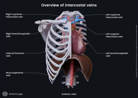 Superior Intercostal Vein