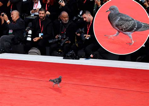Pigeon Crashes Venice Film Festival Red Carpet Photos Us Weekly