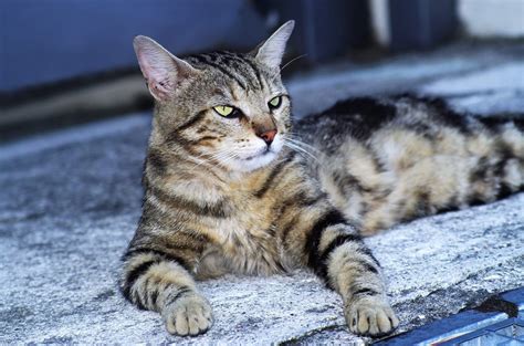 Raças De Gato As Mais Populares Do Brasil E Do Mundo