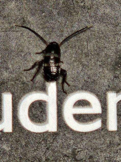 What Is This Tiny Black Bug With Long Antennae 4 Mm Long Georgia Us