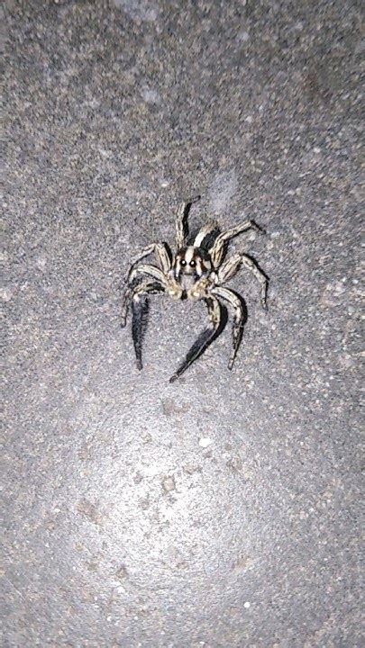 Spider 🕷️attack 😭😱 Spider Spiderattack Youtube