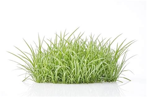 Lush Green Grass Isolated On White Background Premium Ai Generated Image