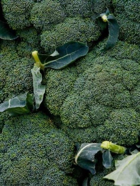 Fall Vegetable Gardening Tips Story The Farm Girl Gabs®