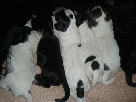 Working Cocker Spanial Pups The Farming Forum