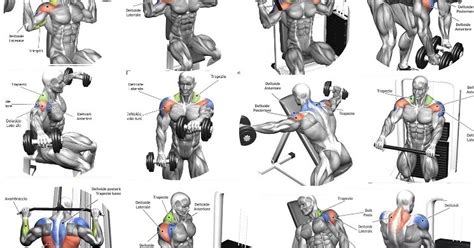 The 10 Best Shoulder Building Exercises For Bodybuilding Beginners