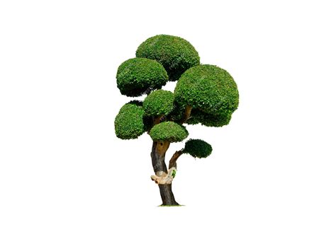 Premium Photo Green Dwarf Tree On Isolated White Background With